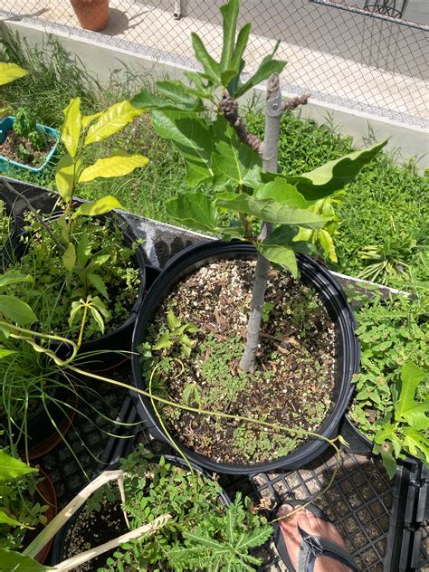 Whats Wrong With My Fig General Fruit Growing Growing Fruit