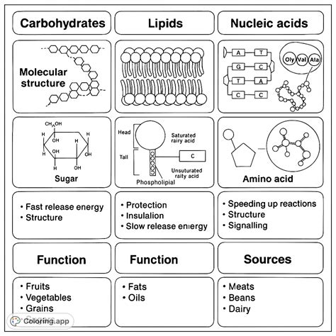 Macromolecules Science Diagram Coloringapp
