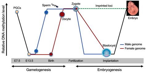 Dna Methylation Reprogramming During Mammalian Development