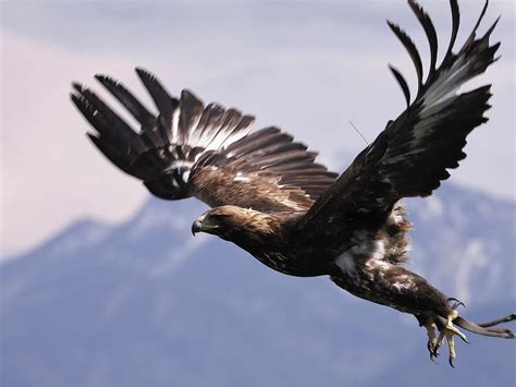 Adler Arena Burg Landskron (2025) - All You Need to Know BEFORE You Go ...