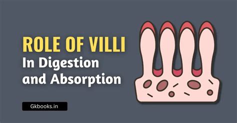 Vacuoles Structure Functions And Importance Gkbooks