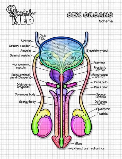 How To Draw Male Reproductive System Front View Artofit