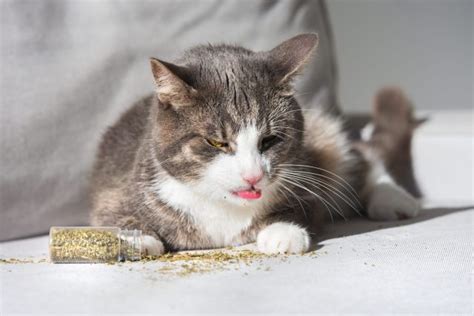 The 8 Best Catnip Options For Bringing Out The Silly In Your Feline