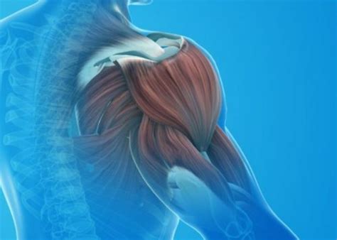 Life After Shoulder Surgery Therapy Exercises And Care In Miami Miami Shoulder Institute