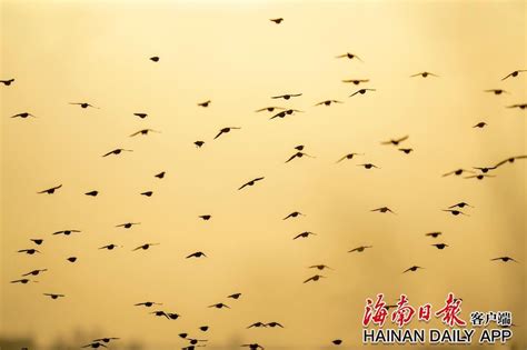 海口东寨港出现壮观鸟浪