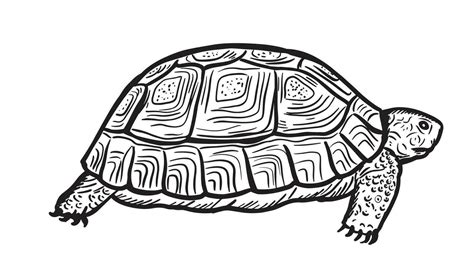 Turtle Shell Drawing Turtle Shell Drawing