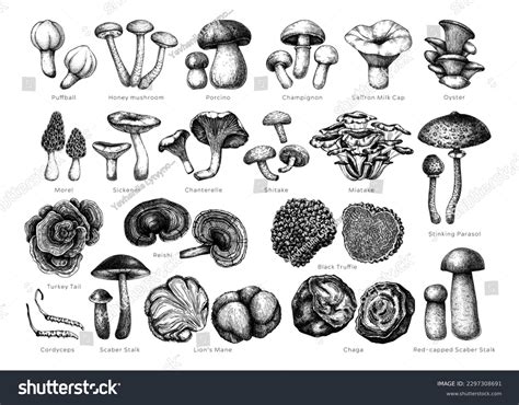 Scientific Mushroom Drawings
