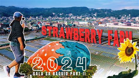 Strawberry Farm In La Trinidad Benguet 2024 Youtube