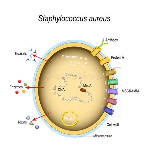 Staphylococcus Aureus Icon Simple Style Stock Illustration Illustration Of Aureus Logo