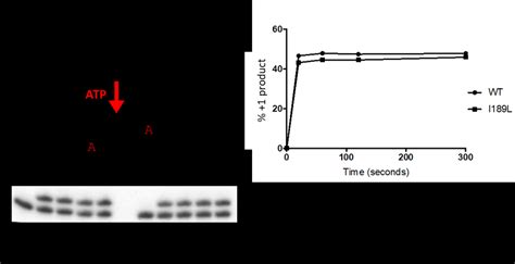 Single Nucleotide Addition To A Sym Sub Substrate By Wt And I189l Download Scientific Diagram