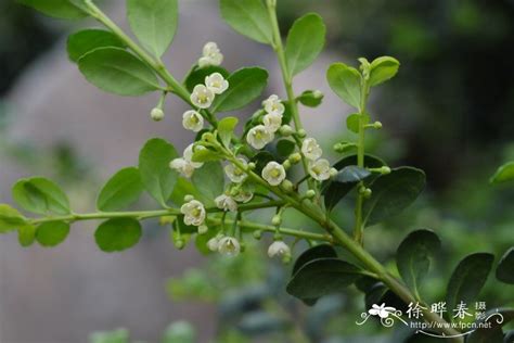 龟甲冬青Ilex crenata Convexa 花卉图片网