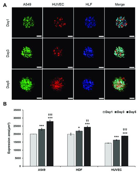 Optimization Of Tumor Spheroid Formation A Fluorescent Image Of