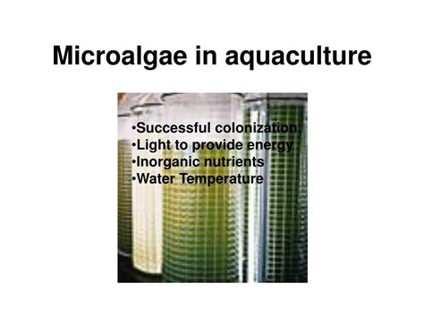 Ppt Microalgae In Aquaculture Powerpoint Presentation Free Download