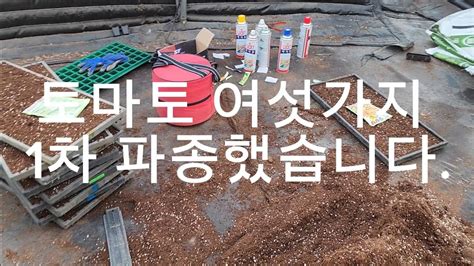 240227화 토마토1차파종 맛있는완숙토마토 일반완숙토마토 대추토마토 빨강노랑흑찰토마토 면역증가제 어디에나액제