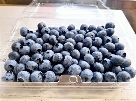 由利本荘市役所 【移住支援課－「ひとこと日記」－】 今、旬のブルーベリー。