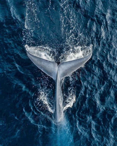 Blue Whale Wallpapers 4k Hd Backgrounds On Wallpaperbat