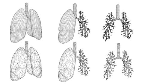 벡터 세트 3d 폐와 기관지 흰색 배경에 격리 의료 디자인을위한 요소 3차원 형태에 대한 스톡 벡터 아트 및 기타 이미지 3
