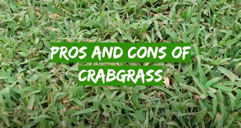 Pros And Cons Of Crabgrass Grass Killer