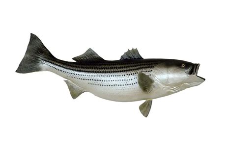 Striped Bass Environment Buddy