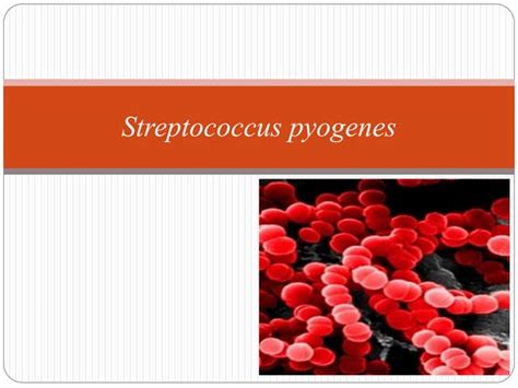 Streptococcus Pyogens Pptx Infectious Diseases Diseases And
