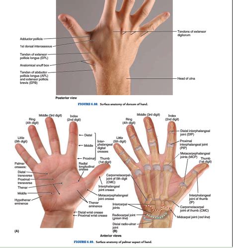 Wrist Surface Anatomy