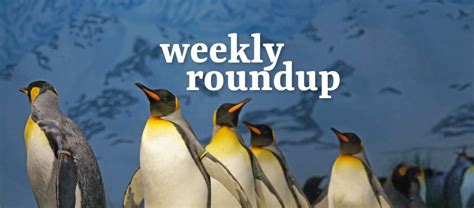 Linux Weekly Roundup MX Linux Synfig Studio And More