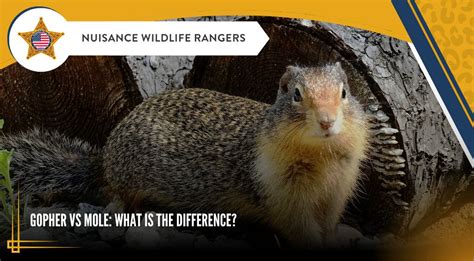 Gopher Vs Mole What Are The Differences
