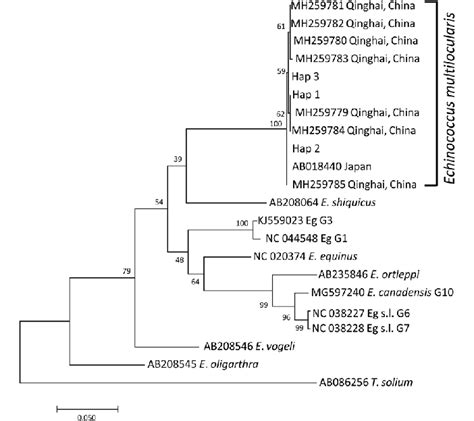 Molecular Phylogenetic Analysis By Maximum Likelihood Method Of The