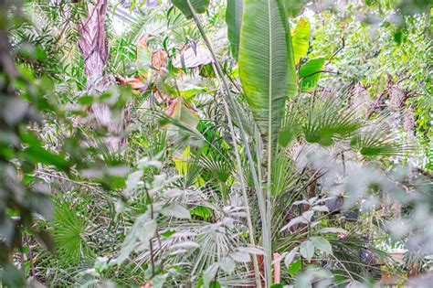 이미지는 큰 바나나 식물과 작은 야자수가 있는 무성한 실내 환경을 보여줍니다이 장면은 생생한 녹색 식물과 자연 채광이 있는 온실 또는 밀폐된 열대 환경을 암시합니다 0명에