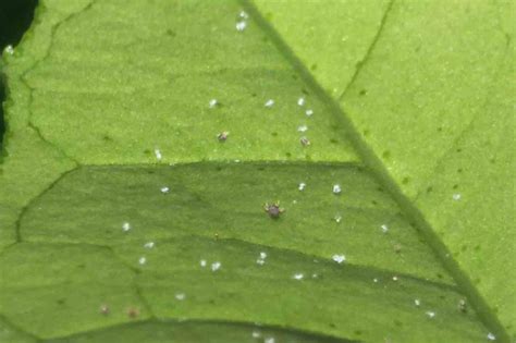 Клематис Тангутский: характеристика, описание сорта, фото, посадка и ...