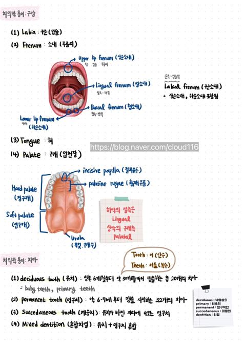 치의학용어 구강 치아 치주 치과 기본 용어 네이버 블로그