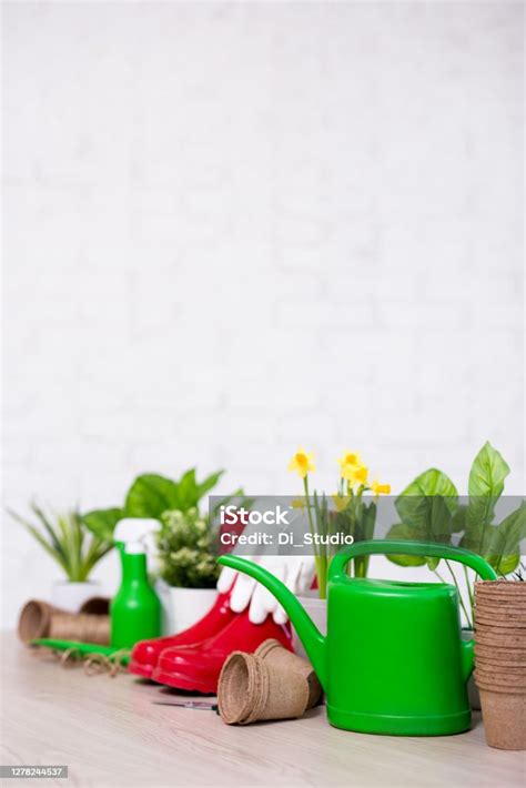 봄 개념 흰색 벽 위에 나무 테이블에 화분 식물과 원예 도구 0명에 대한 스톡 사진 및 기타 이미지 0명 가정 생활 개념 Istock