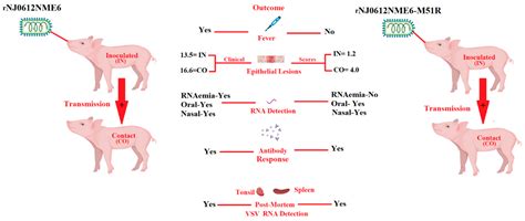 Exploring The Molecular Basis Of Vesicular Stomatitis Virus