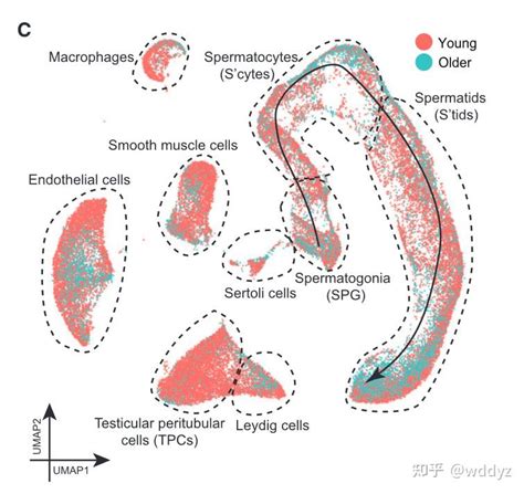 03 人类睾丸衰老的单细胞分析及其与升高bmi指数的相关性 知乎