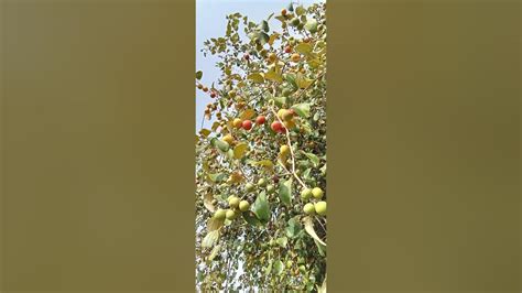 Desi Bor 😋😊😍🤗😱👌 Youtube