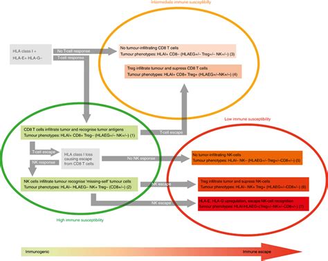 Appendix Appendix Tumour Immune Subtypes Showing A Schematic Overview Download Scientific