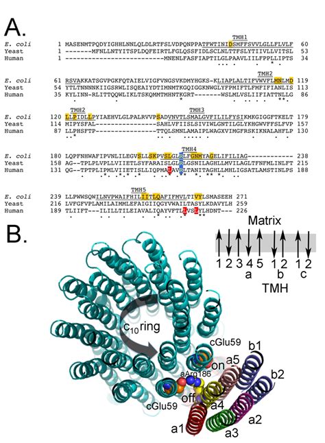 Figure 4 Atp Synthase