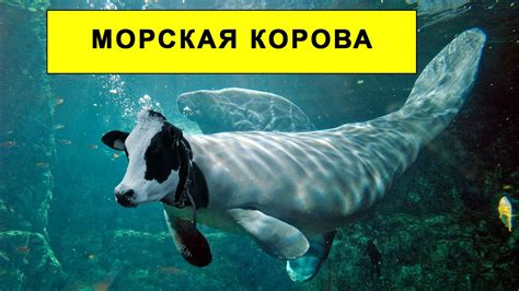 ЗА ЧТО ЭТИХ МОРСКИХ ЖИВОТНЫХ ТАК НАЗВАЛИ Youtube