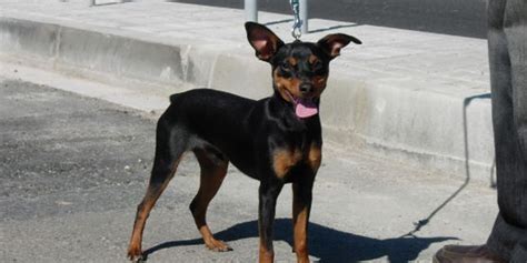 Cakephp3、cakephp4のバージョンを指定してインストールする詳細な手順を解説 エス技研