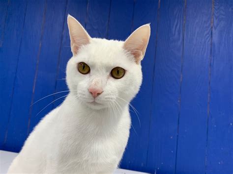 7개월 터키쉬앙고라믹스 국수 고양이 책임분양 입양완료 강아지파양 고양이파양 유기견무료분양입양 아이조아요양보호소