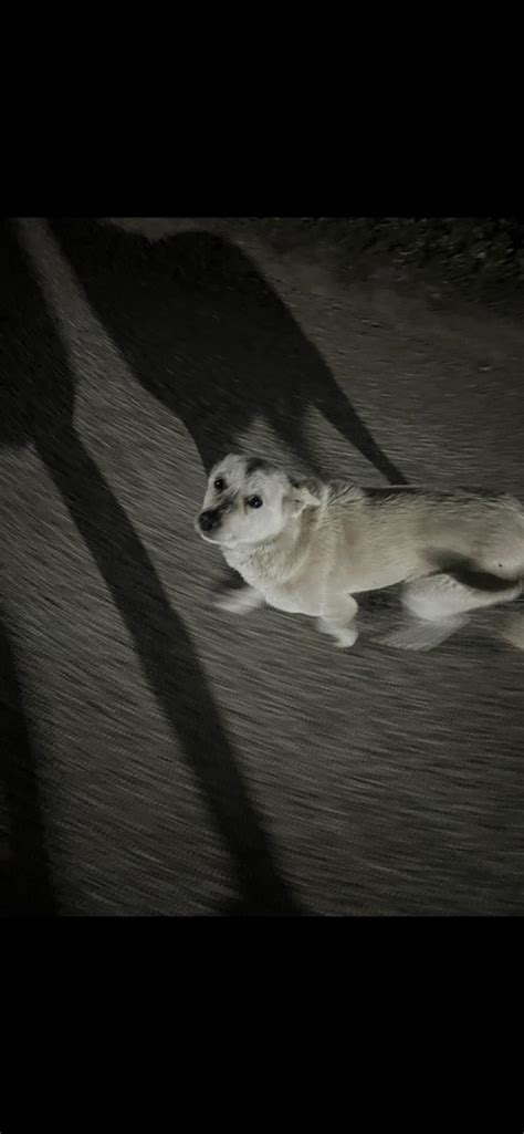 Потеряшка в с Михайловка Белого цвета АНО помощи животным Потеряшки г Уфа