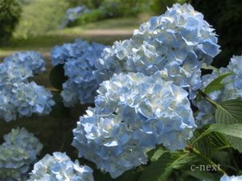 皆野町秩父市 美の山公園のアジサイ 秩父遊歩