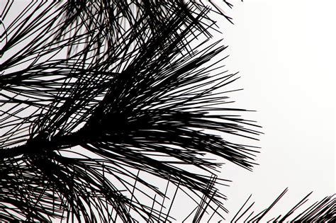무료 이미지 나무 분기 검정색과 흰색 햇빛 잎 선 단색화 닫다 꽃 피는 식물 흑백 사진 잔디 가족 우디 식물 육상 식물 종범 손바닥 가족