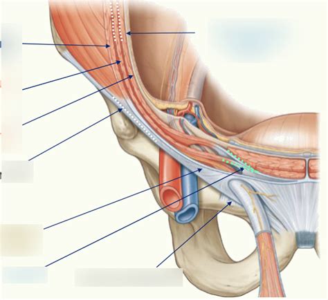 Diagram Of Boundaries Of Inguinal Canal Quizlet