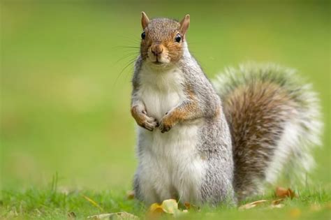 Cute Lil Guy R Fatsquirrellove