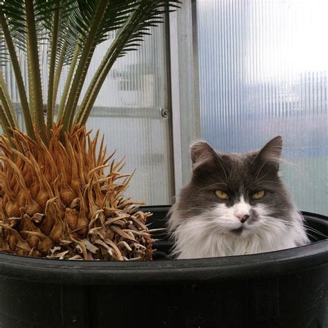 Lisa Longmate Grasser