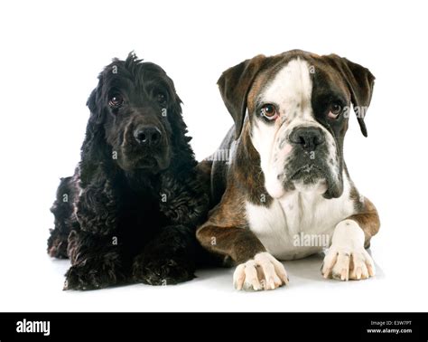 16 Boxer Cocker Spaniel Mix Aliahalamira