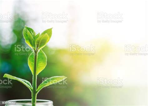 녹색 자연 환경 및 생태 개념에 대 한 태양 빛 효과 및 복사 공간으로 배경을 흐리게에 유리 항아리에서 성장 하는 식물 지속 가능한 자원에 대한 스톡 사진 및 기타 이미지