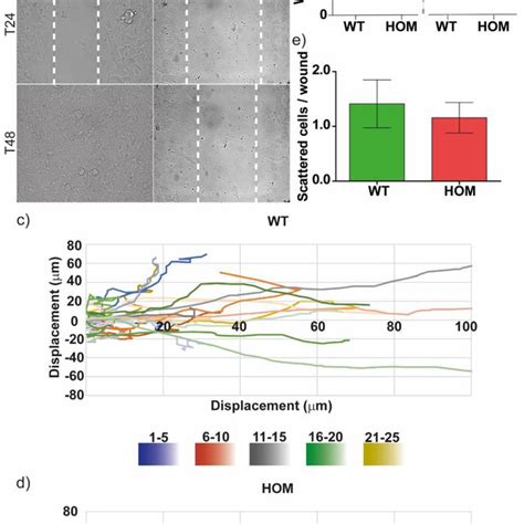 Single Cell Migration A Representative Bright Field Images Of WT And Download Scientific