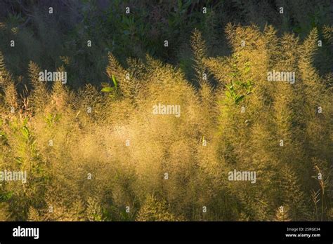 Late Afternoon Sunlight Highlights The Delicate Symmetrical Panicles Of